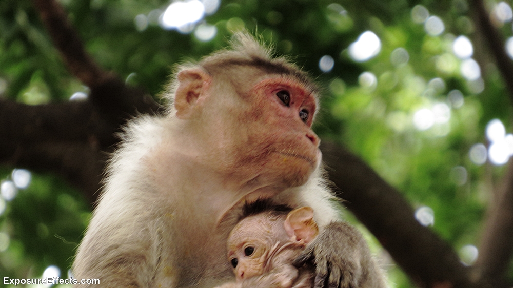 Lalbagh Botanical Garden in Bangalore — World Ghoomo