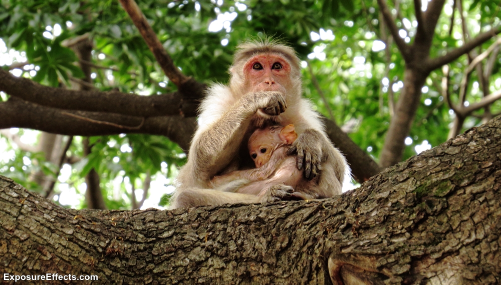 Lalbagh Botanical Garden in Bangalore — World Ghoomo