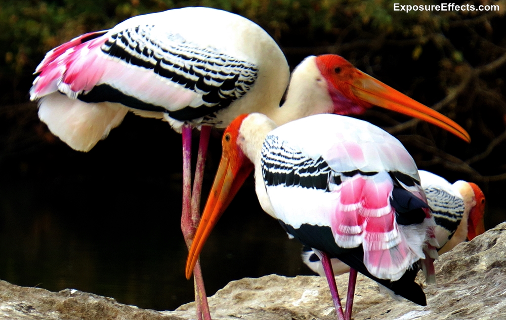 Birds at Ranganathittu Bird Sanctuary – Karnataka , India — World Ghoomo