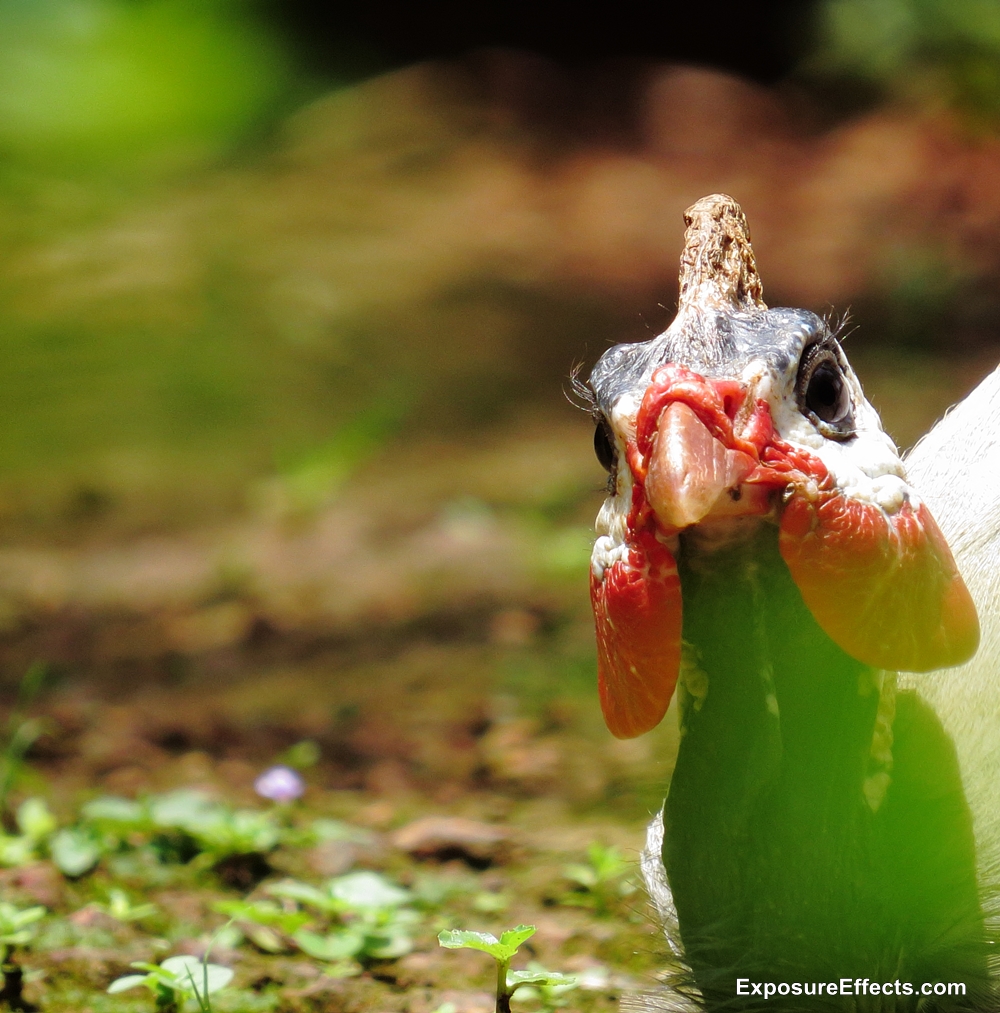 Guinea Fowl Birds – Male and Female — World Ghoomo
