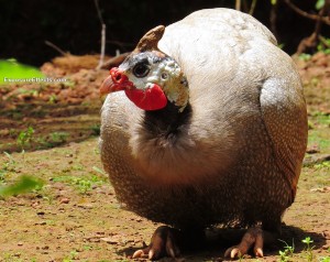 Guinea Fowl Birds – Male and Female — World Ghoomo