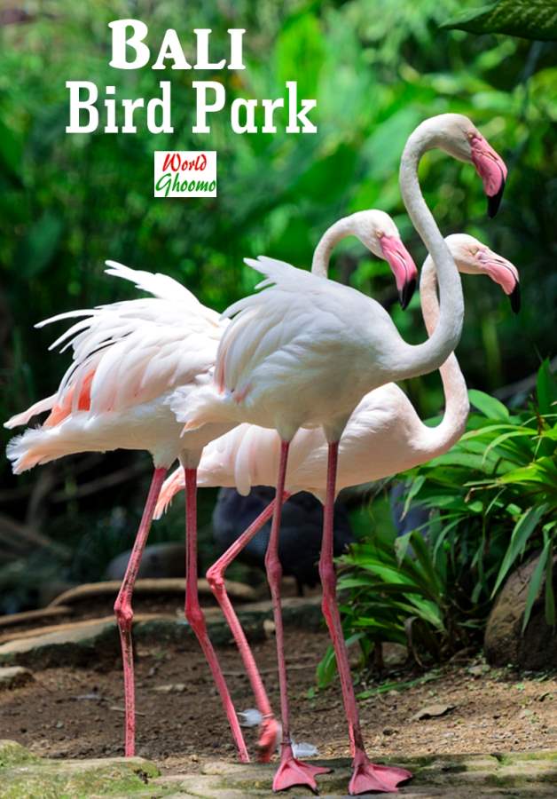 Bali Bird Park Guide | Everything You Need to Know — World Ghoomo