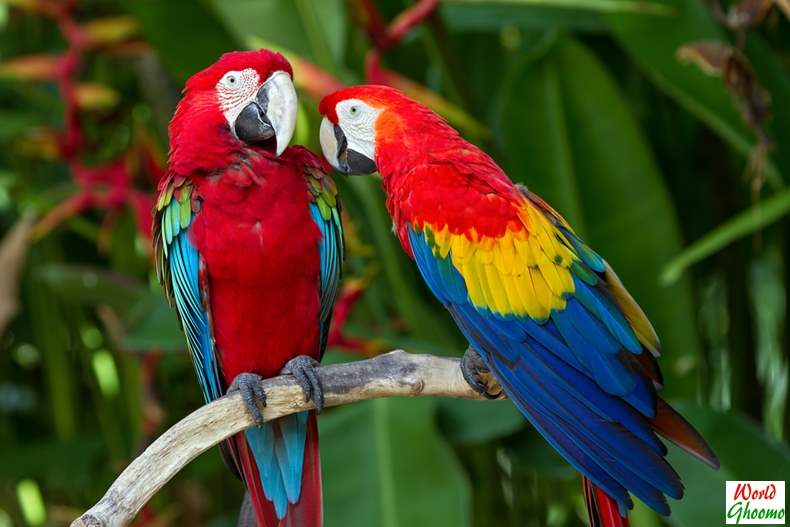 Bali Bird Park Guide | Everything You Need to Know — World Ghoomo