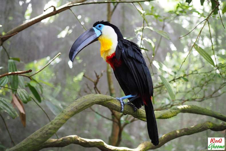 Bali Bird Park Guide | Everything You Need to Know — World Ghoomo