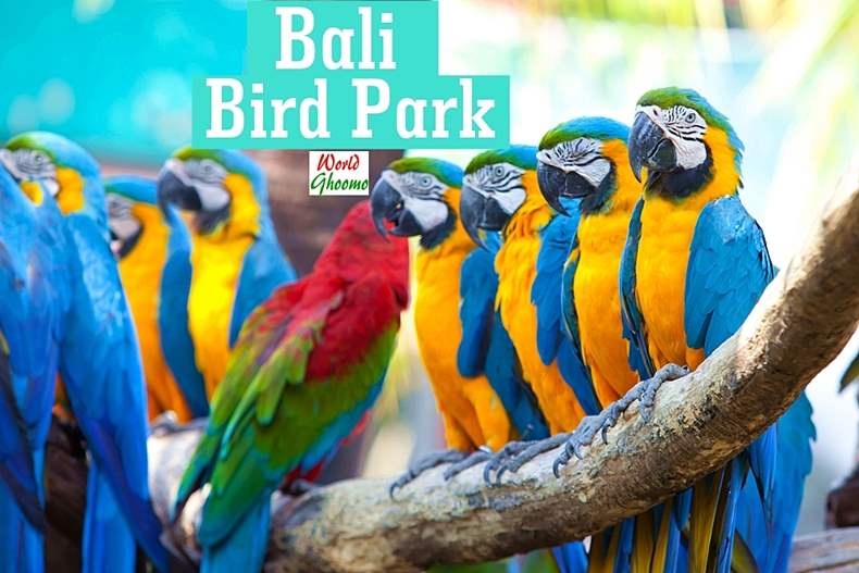 Bali Bird Park Guide | Everything You Need to Know — World Ghoomo