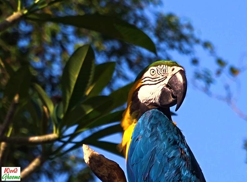 Bali Bird Park Guide | Everything You Need to Know — World Ghoomo