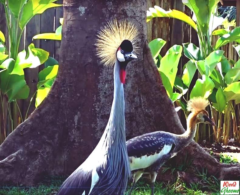 Bali Bird Park Guide | Everything You Need to Know — World Ghoomo