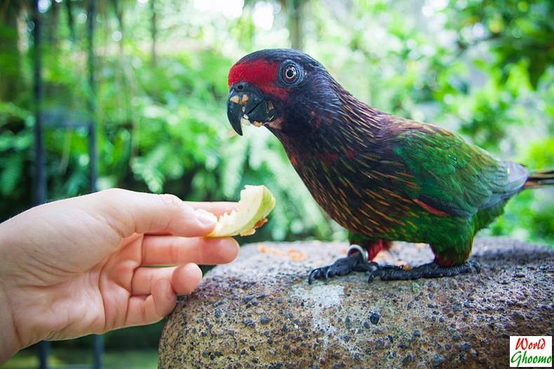 Bali Bird Park Guide | Everything You Need to Know — World Ghoomo