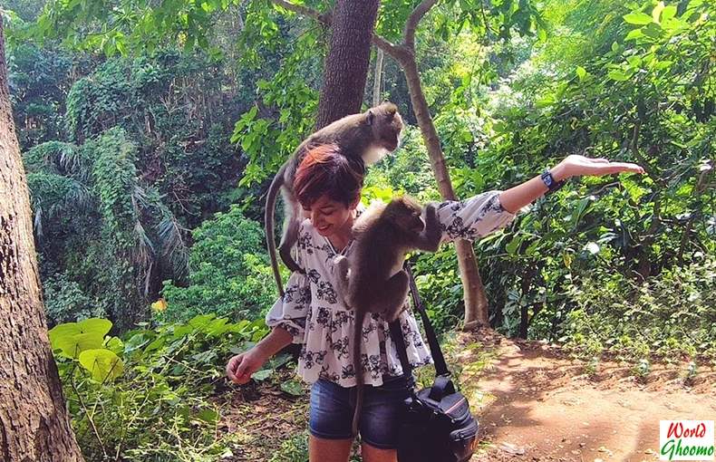 Ubud Monkey Forest Attractions | Bali Wildlife Experience — World Ghoomo
