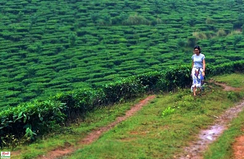 Wayanad Travel Guide | How to Explore Wayanad in 2 Days — World Ghoomo