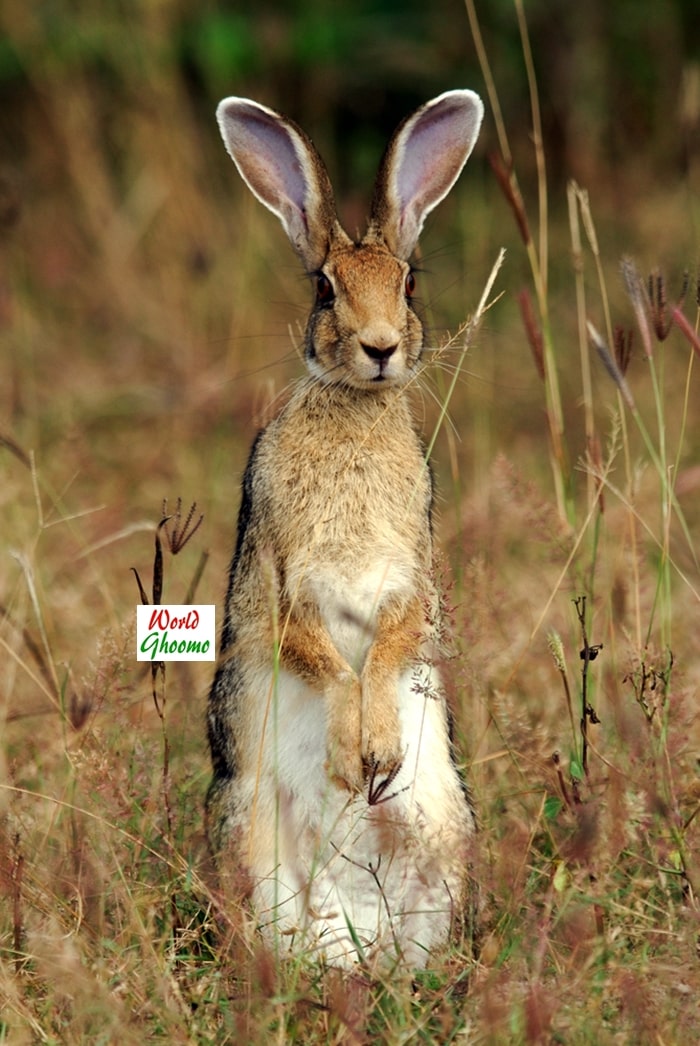 Yala National Park Safari – Sri Lanka | What To Expect — World Ghoomo